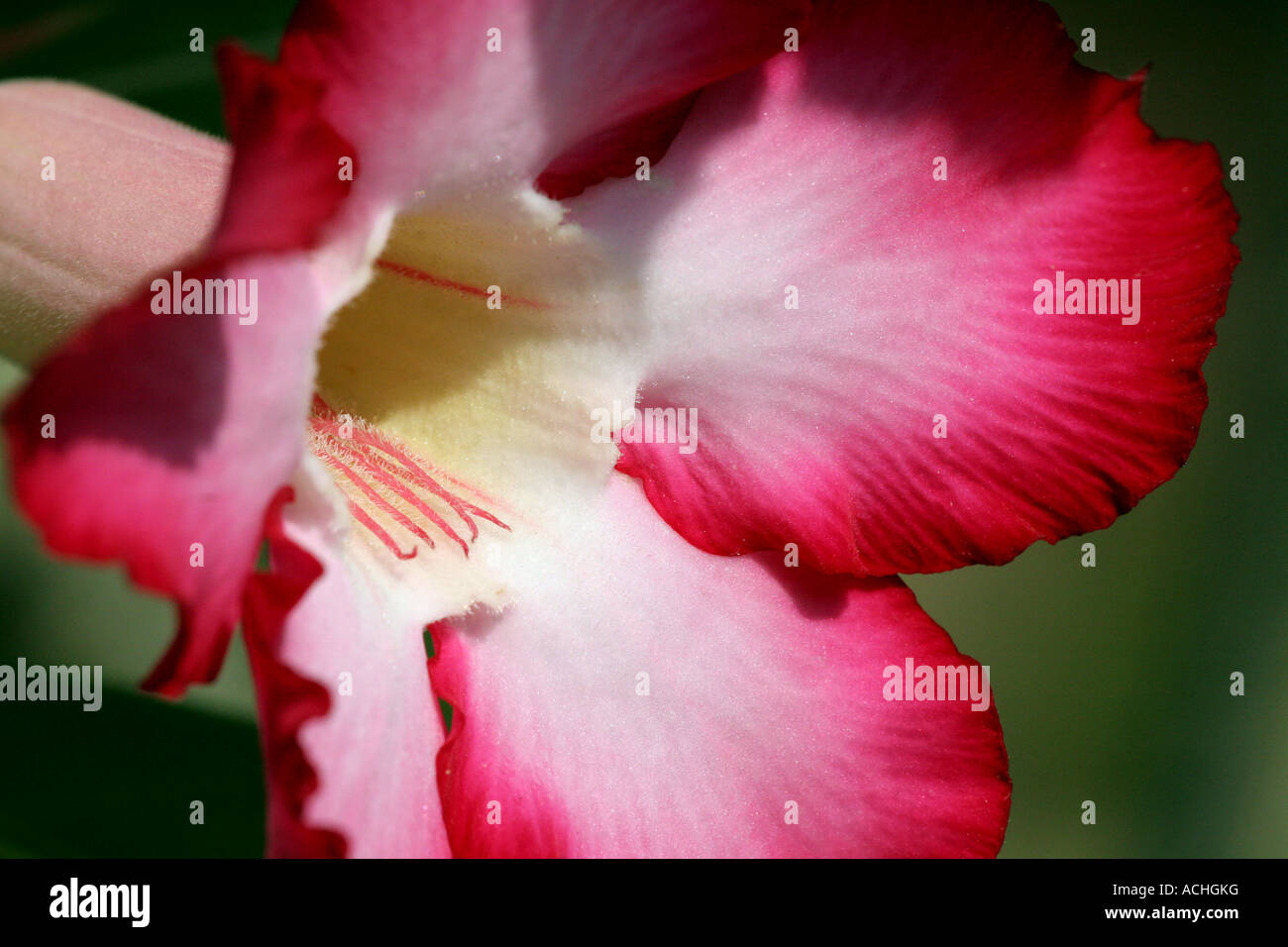 Adenium Obesum flower in full bloom Stock Photo - Alamy