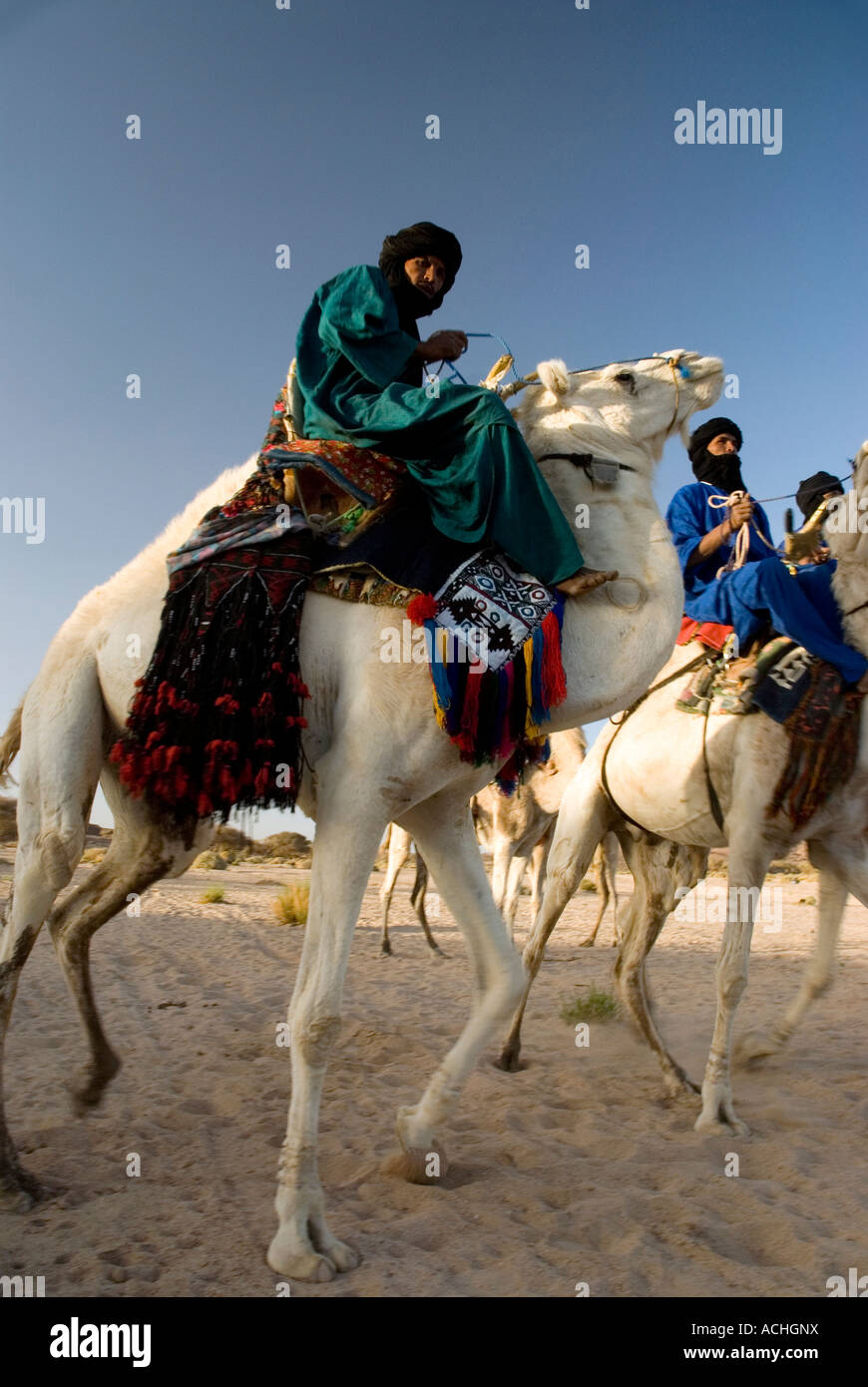 Camel warriors hi-res stock photography and images - Alamy