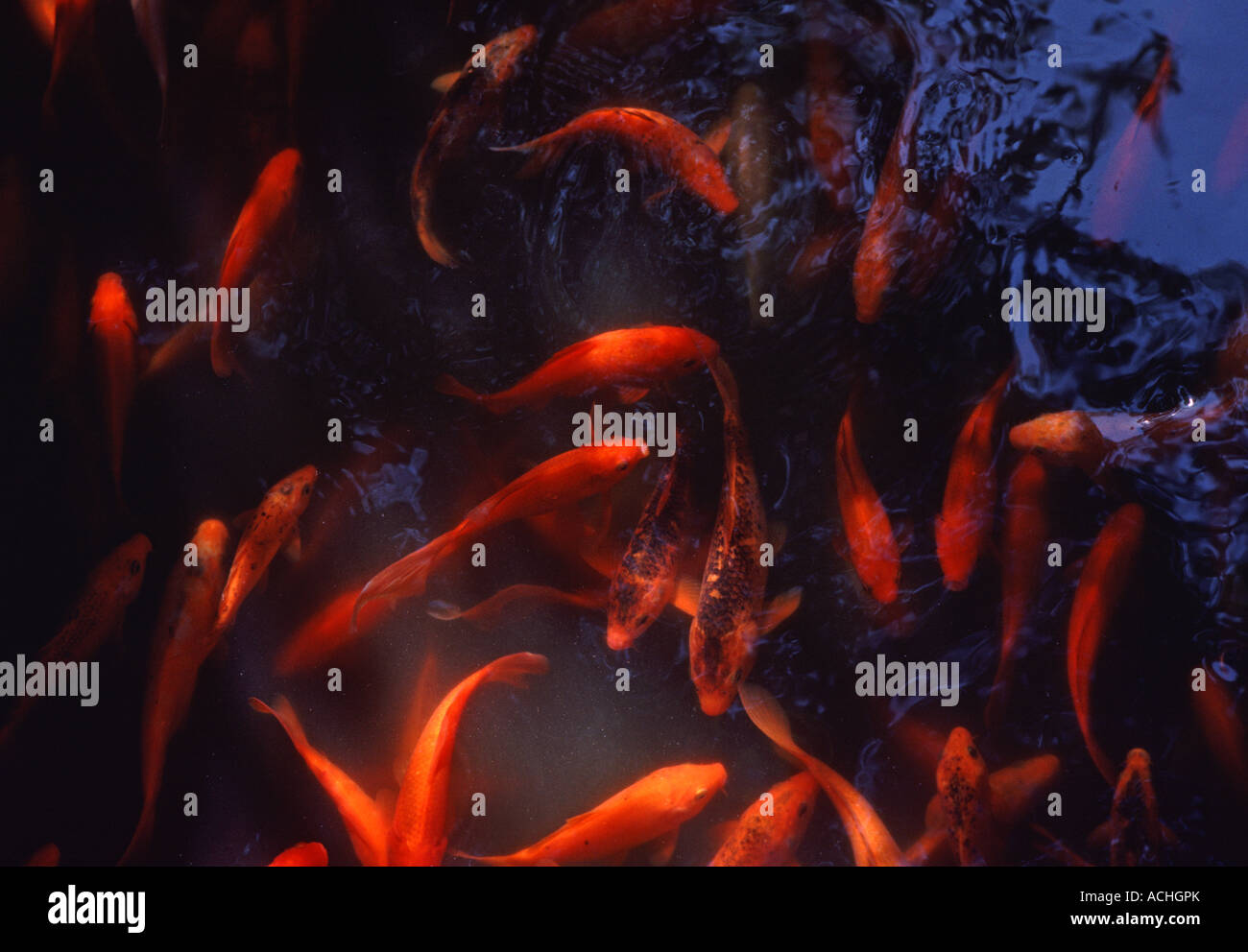 gold fish in a pond in Yuyuan Garden in Shanghai China Stock Photo - Alamy