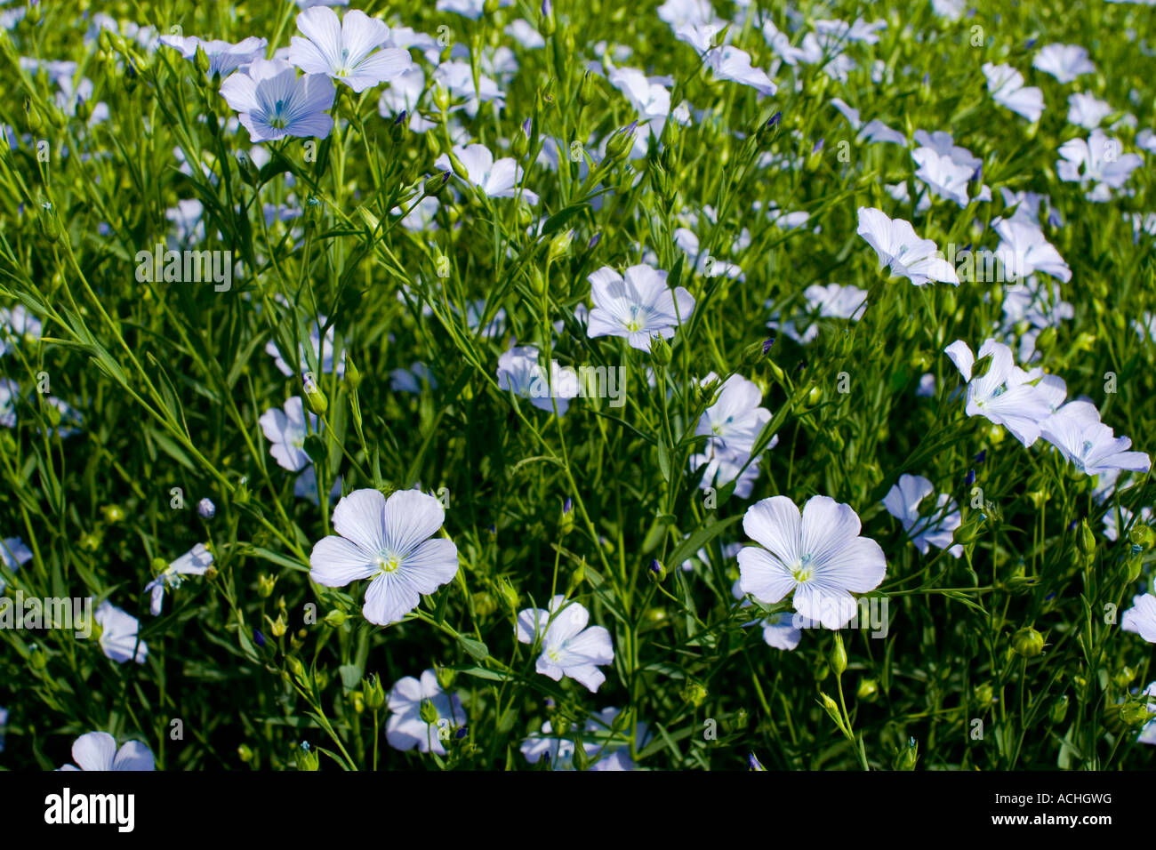 Close Up of Blue Flax Linseed Flowers linum usitatissimum England UK ...