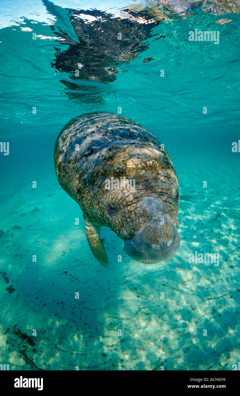 Florida Manatee With Calf High Resolution Stock Photography and Images ...