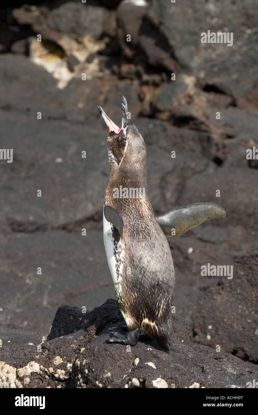 Galapagos Penguin calling Stock Photo - Alamy