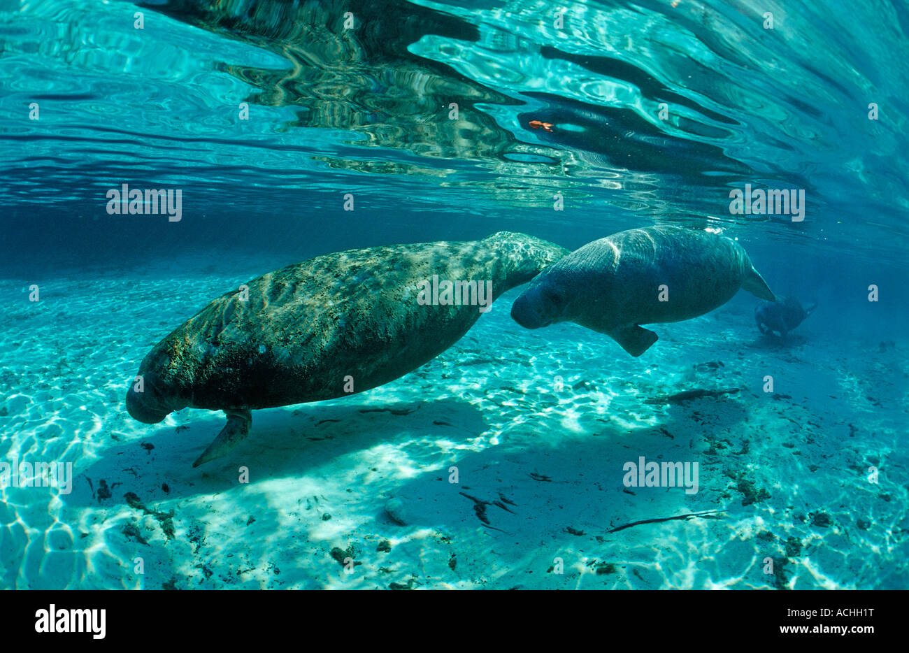 West indian manatee mother calf hi-res stock photography and images - Alamy