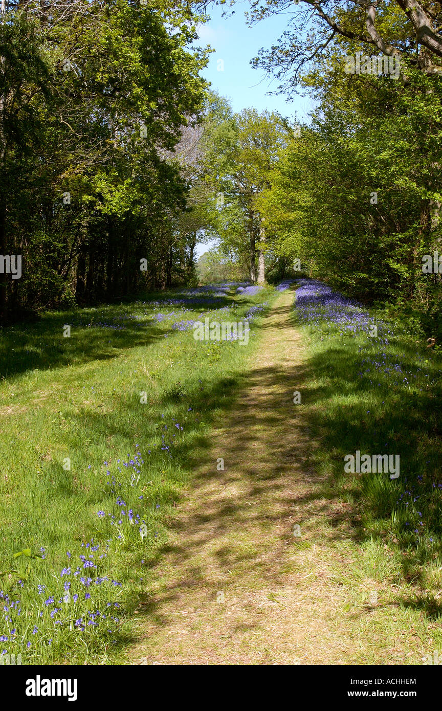 Walk through bluebell wood Foxley Norfolk Stock Photo - Alamy