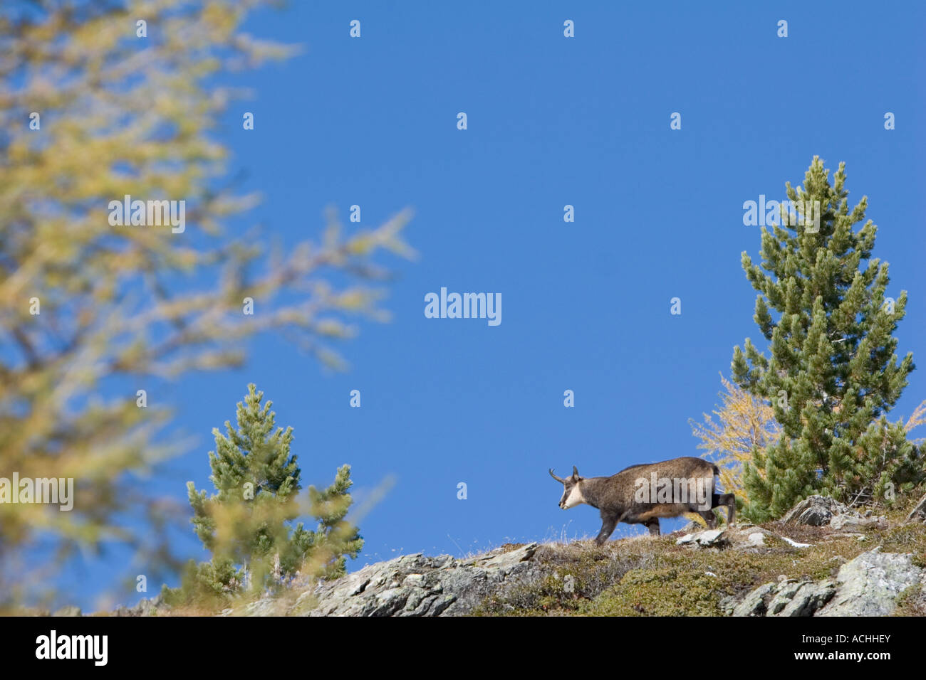 Chamoix above Martello valley, Alto Adige, Italy Stock Photo - Alamy