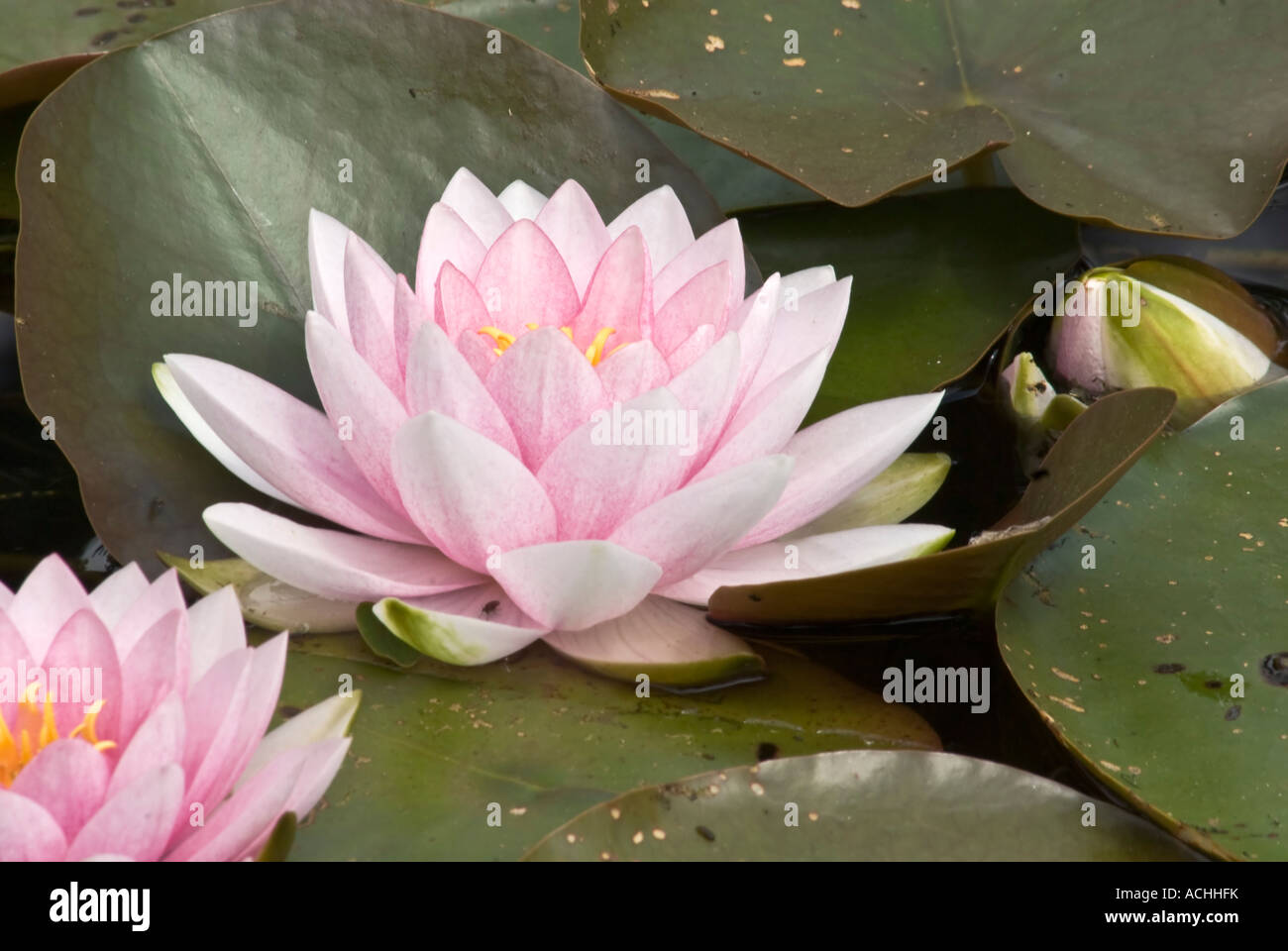Water lily nymphaea darwin hi-res stock photography and images - Alamy