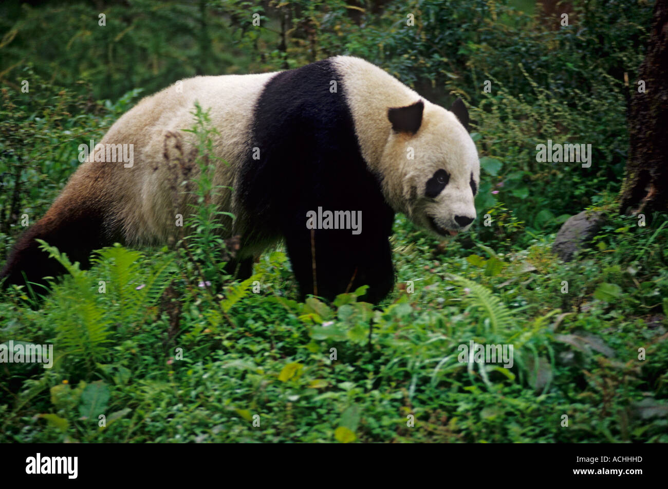 Panda Walking Forest High Resolution Stock Photography and Images - Alamy