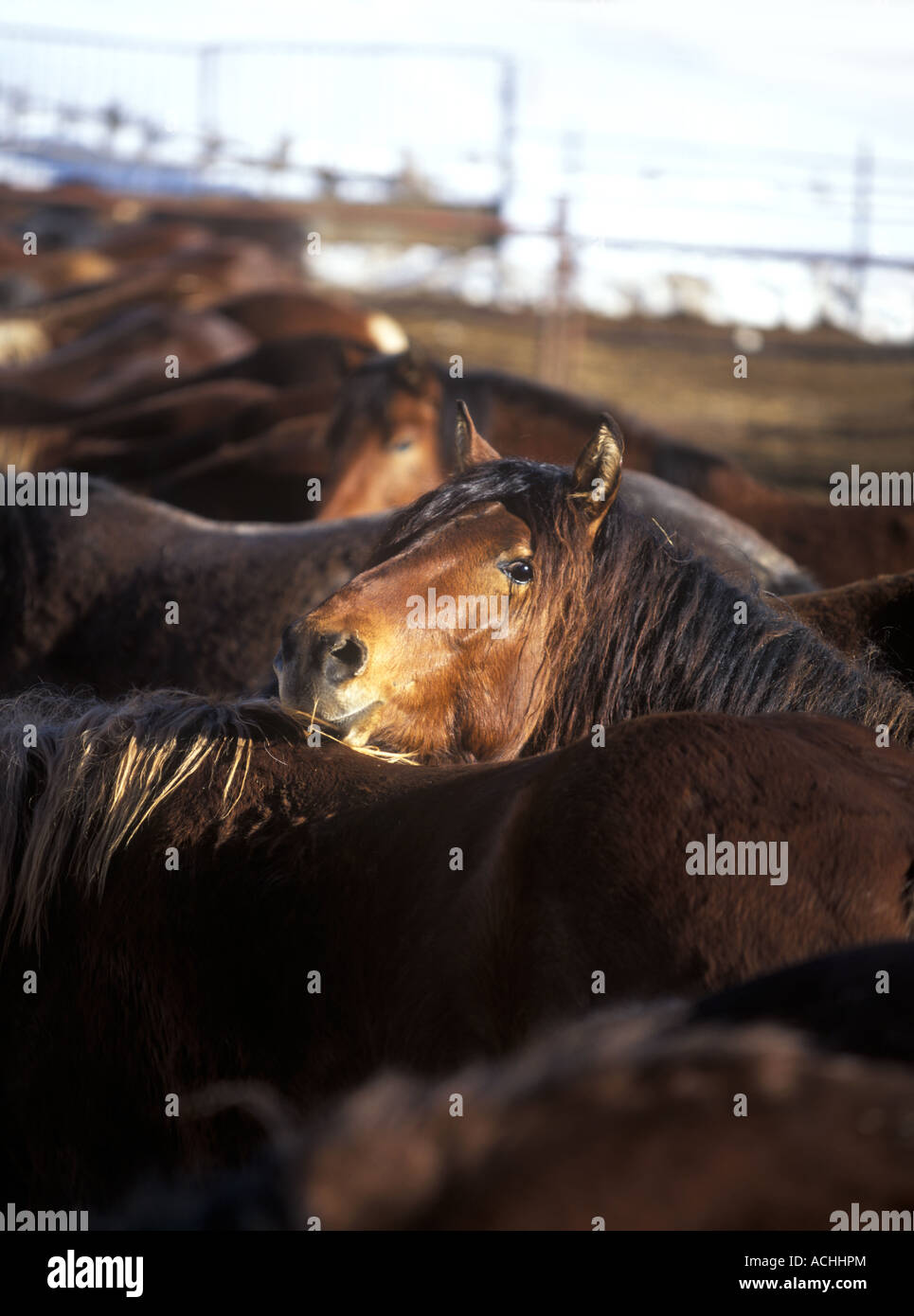 Horses in Muranska planina mountains Slovakia Stock Photo - Alamy