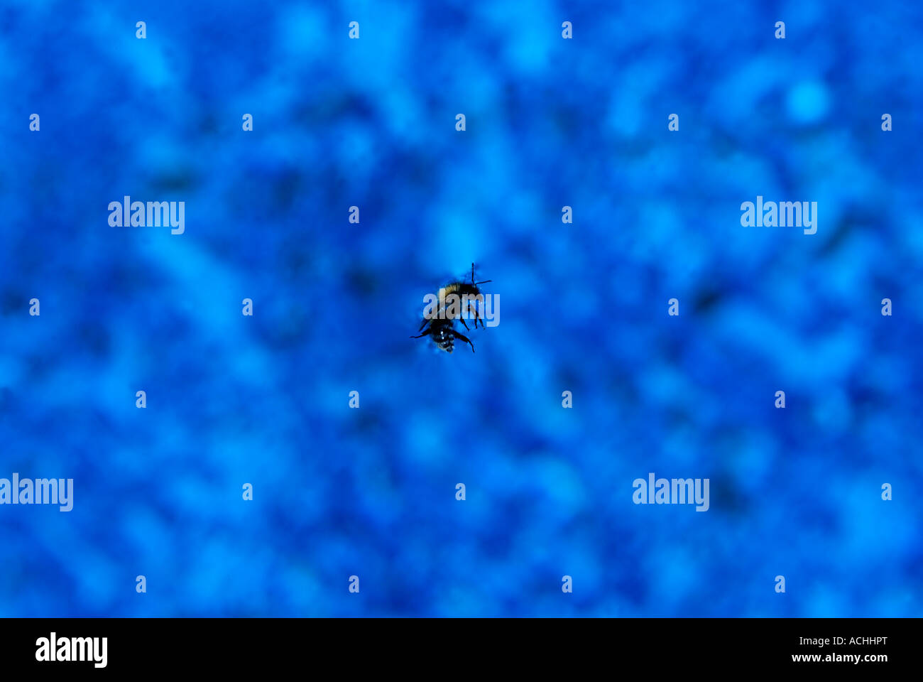 Dumbledore hi-res stock photography and images - Alamy