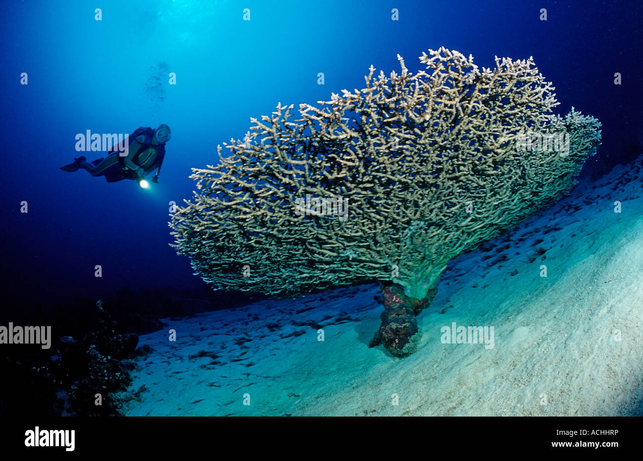 Acropora Divaricata High Resolution Stock Photography and Images - Alamy