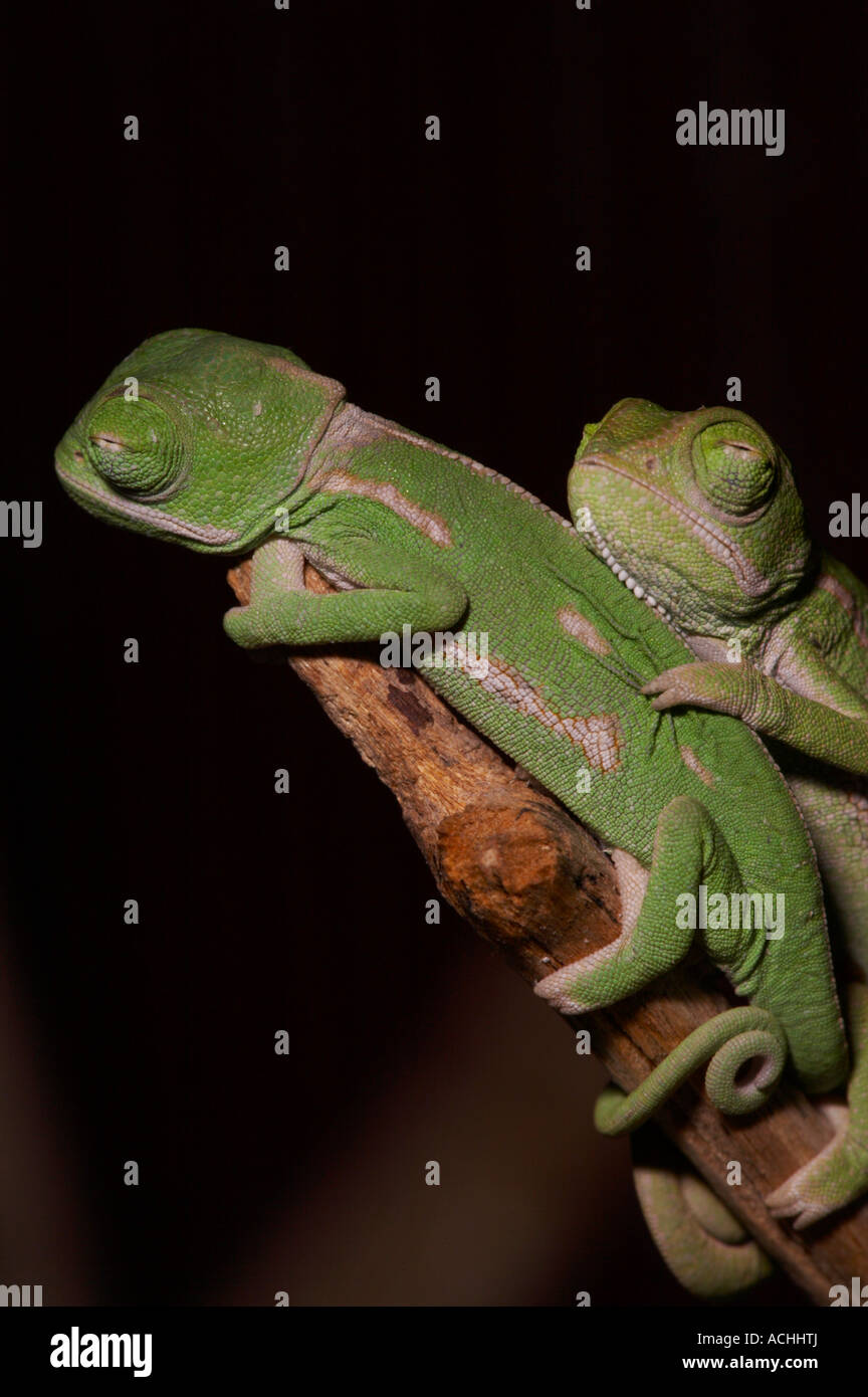 Baby Veiled Chameleons