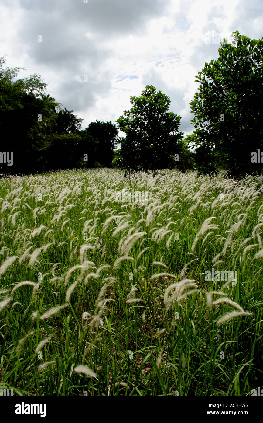 Blady grass hi-res stock photography and images - Alamy