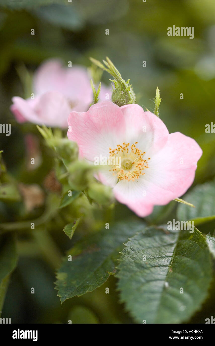 Rosa Rugosa species rose in pink and white Stock Photo - Alamy