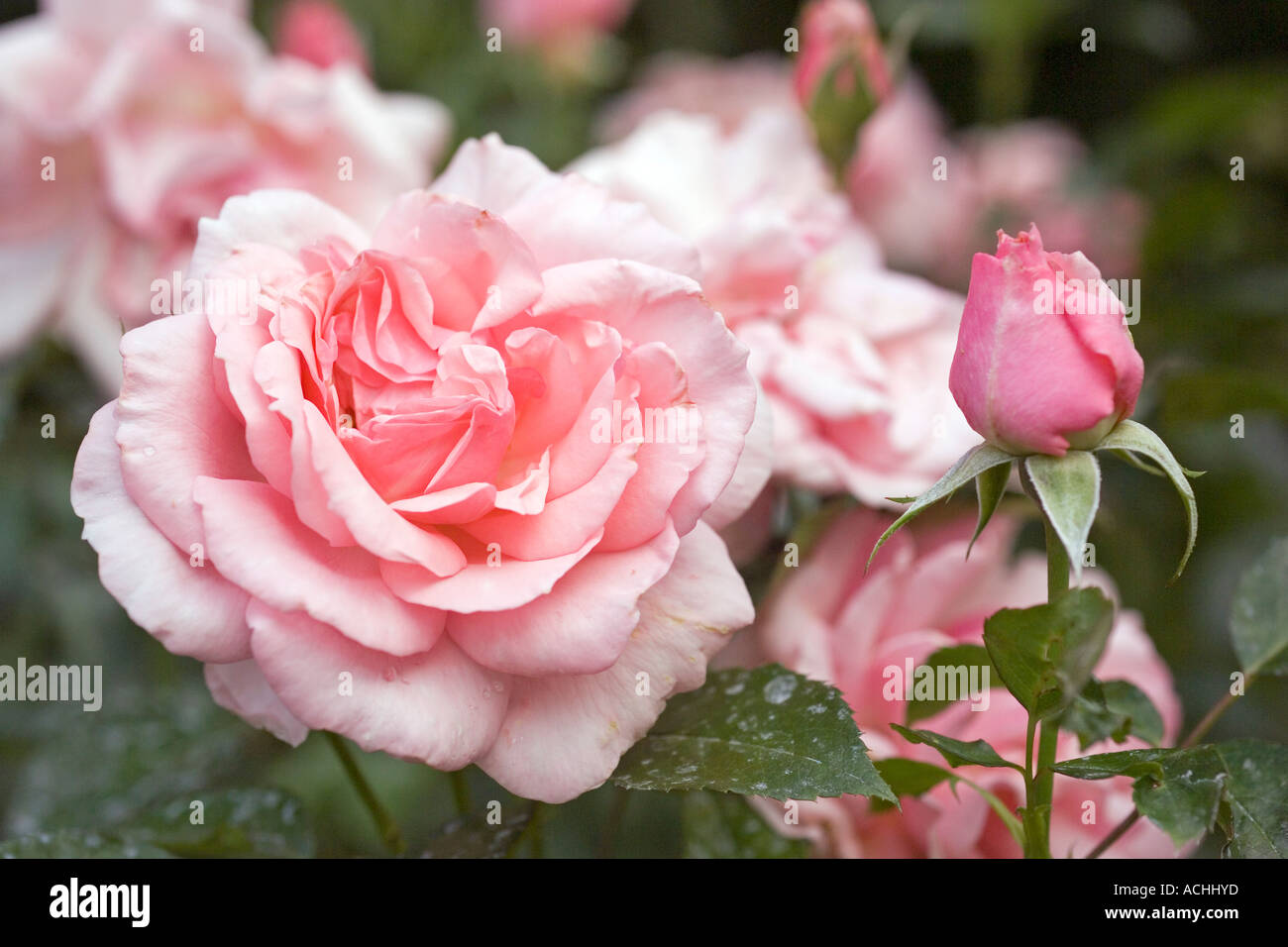 Rosa radox bouquet hi-res stock photography and images - Alamy