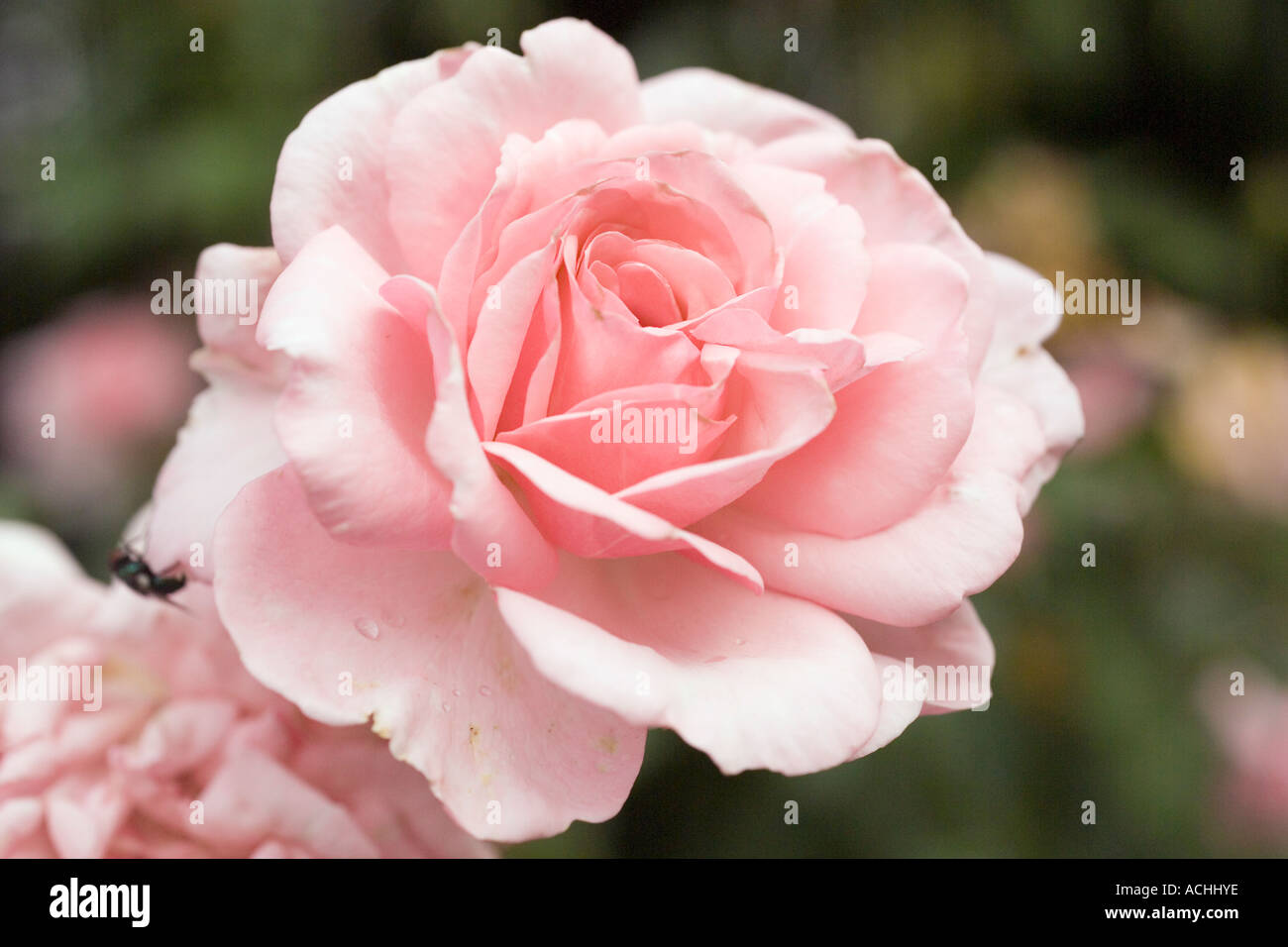 Rosa radox bouquet hi-res stock photography and images - Alamy