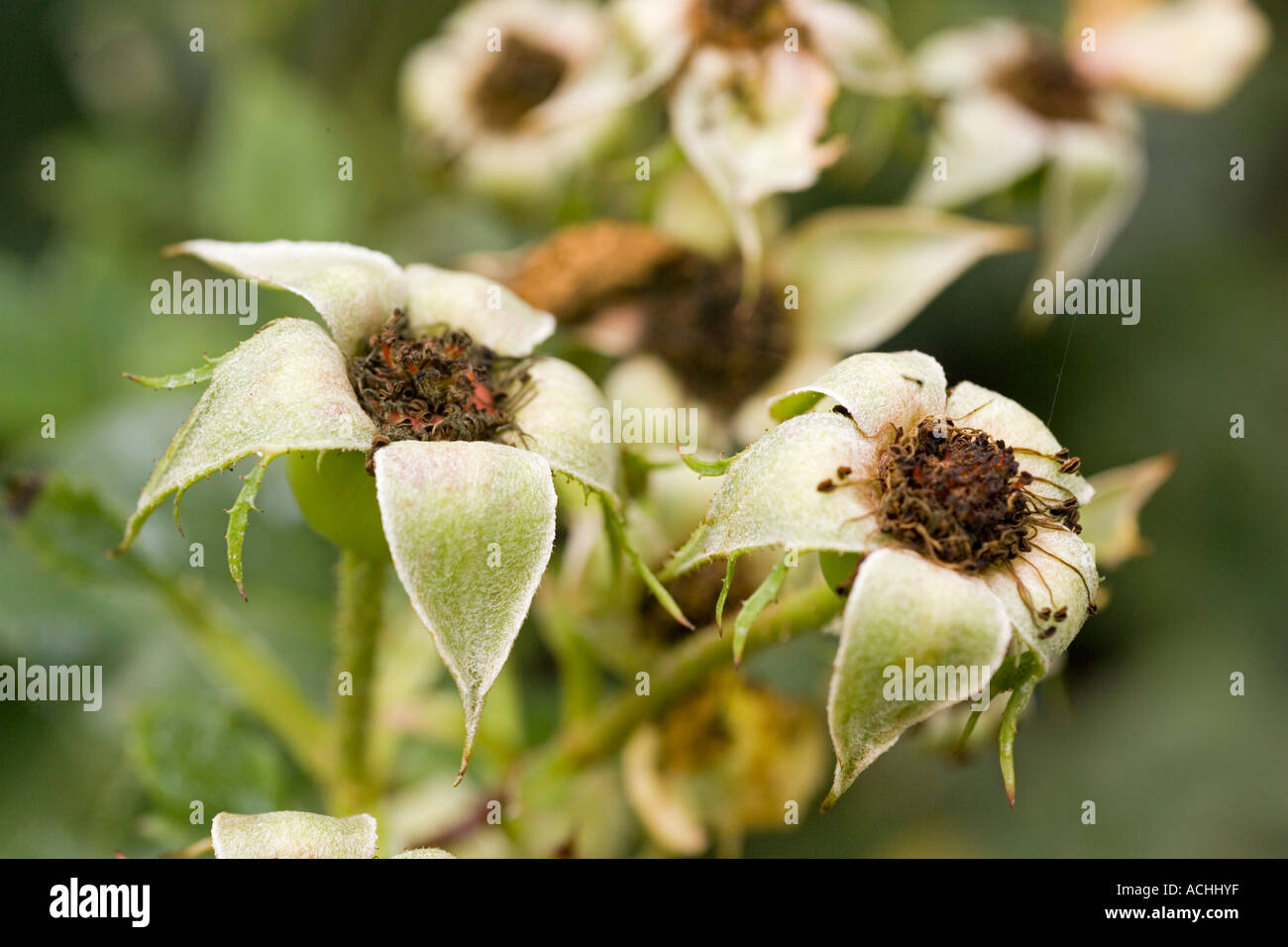 Rose rosa princess alice hi-res stock photography and images - Alamy