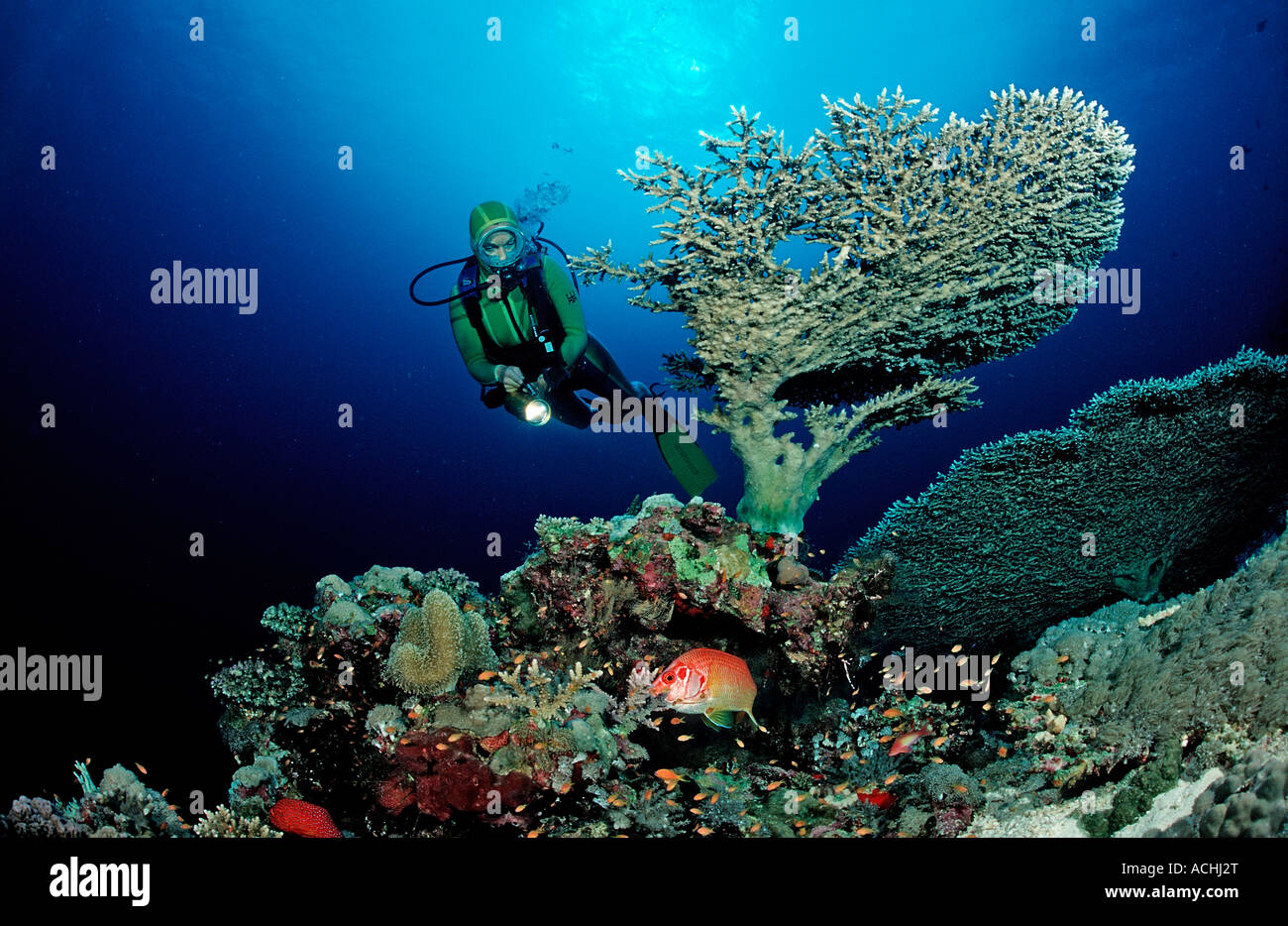 Scuba diver and Table coral Acropora divaricata Sudan Africa Red Sea ...