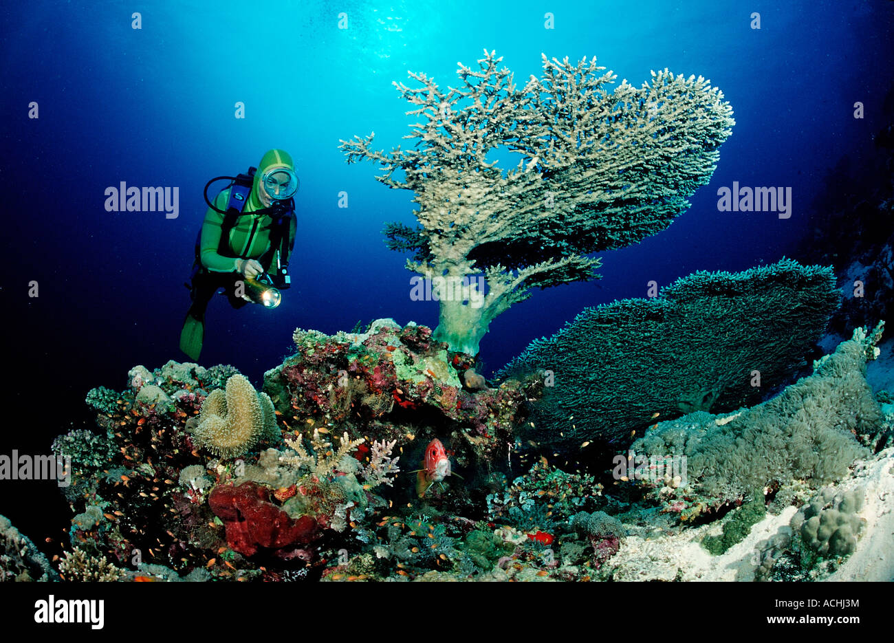 Scuba diver and Table coral Acropora divaricata Sudan Africa Red Sea ...