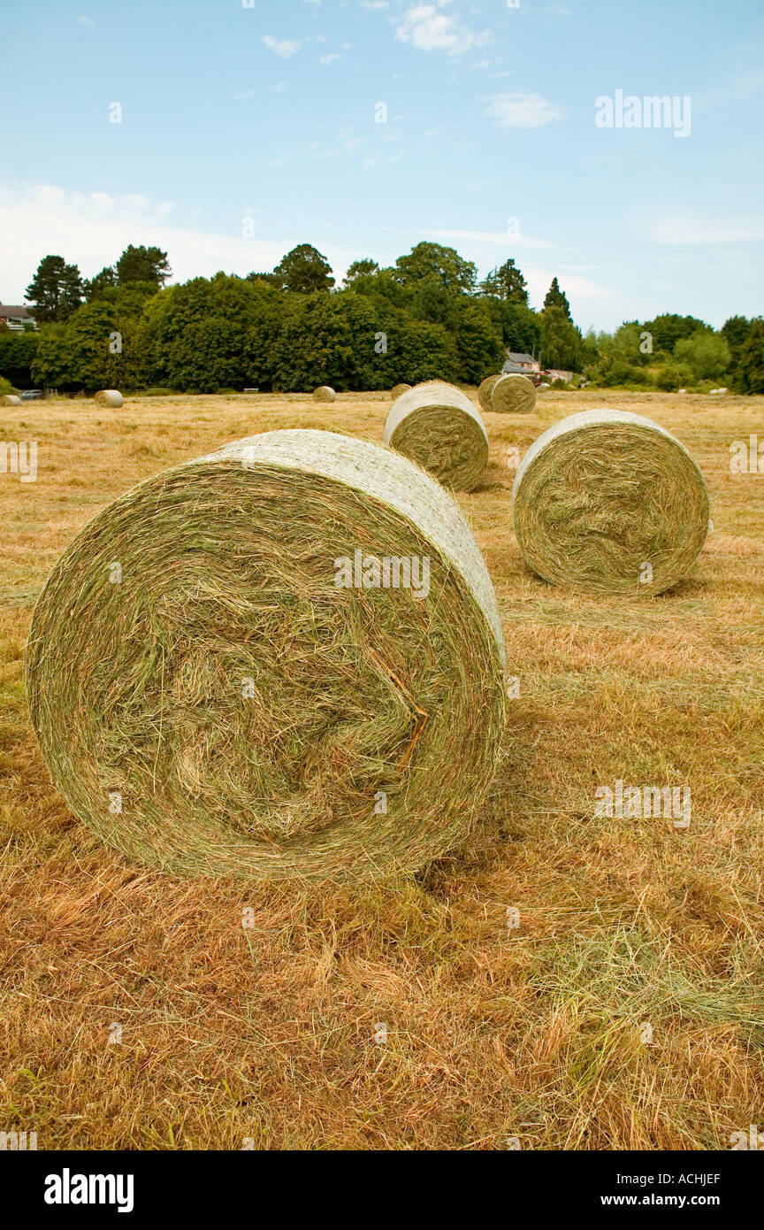 Hay meadow meadows hi-res stock photography and images - Alamy