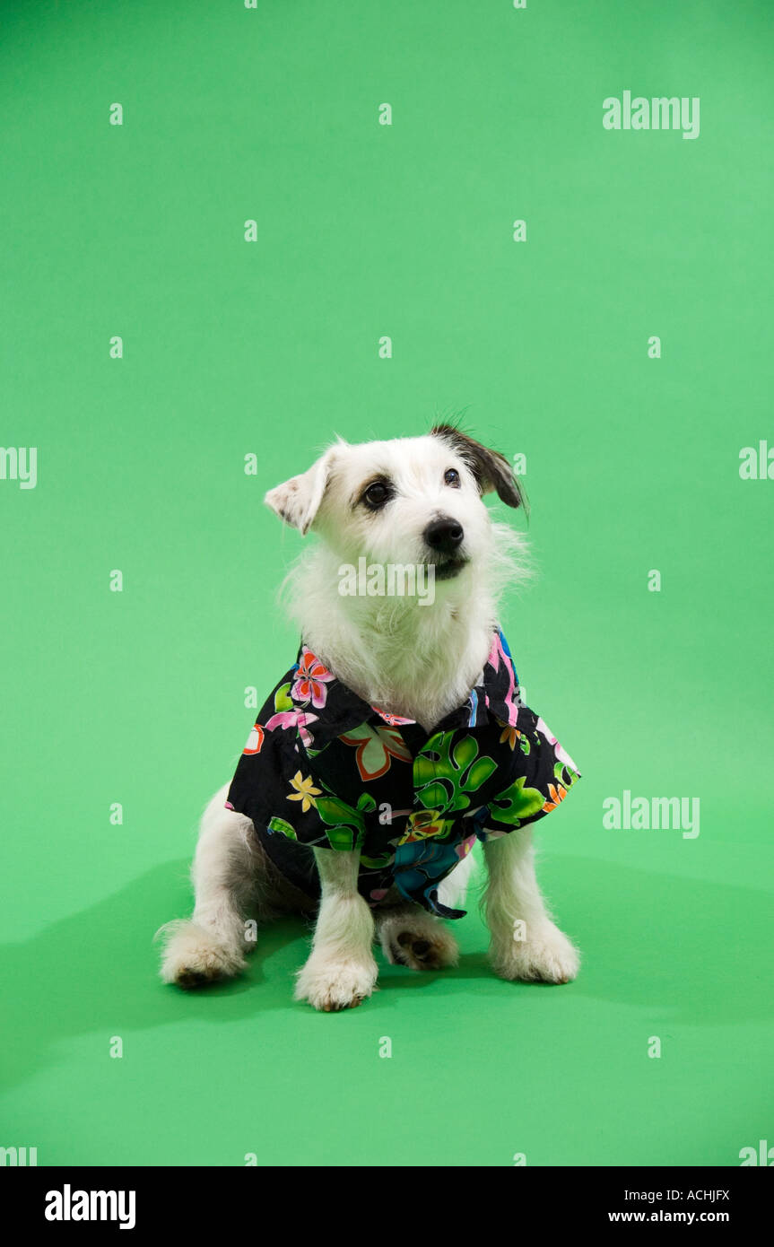 A cute Jack Russell Terrier wearing his Hawiian shirt Stock Photo - Alamy