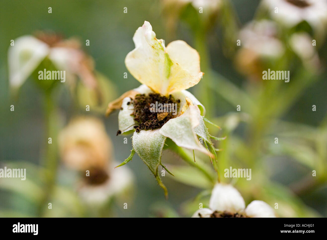 Rose rosa princess alice hi-res stock photography and images - Alamy