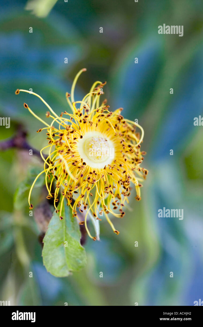 Rosehips of Rosa Mermaid Stock Photo - Alamy