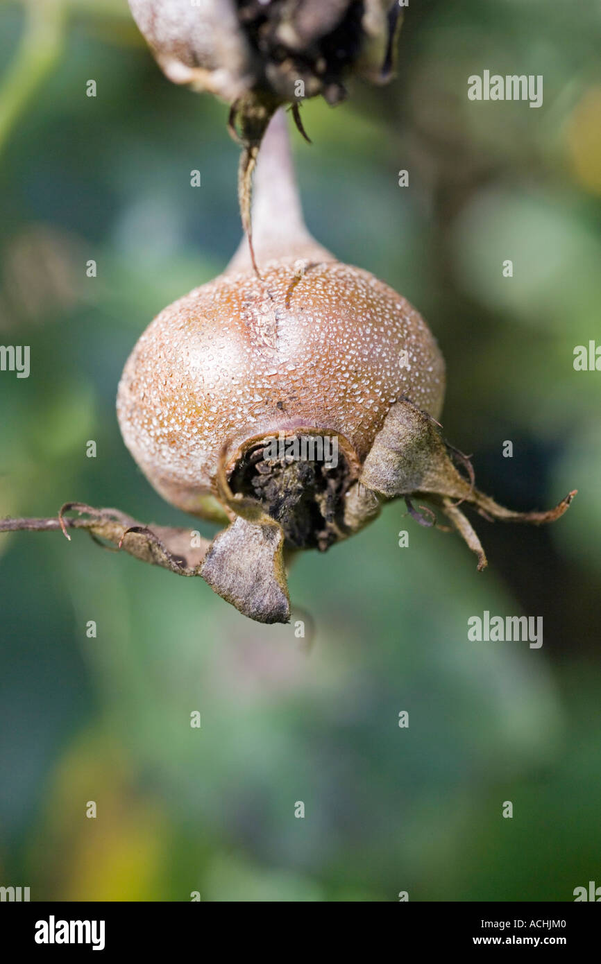 Rosehips of Rosa Wenlock English rose medium shrub short climber with ...