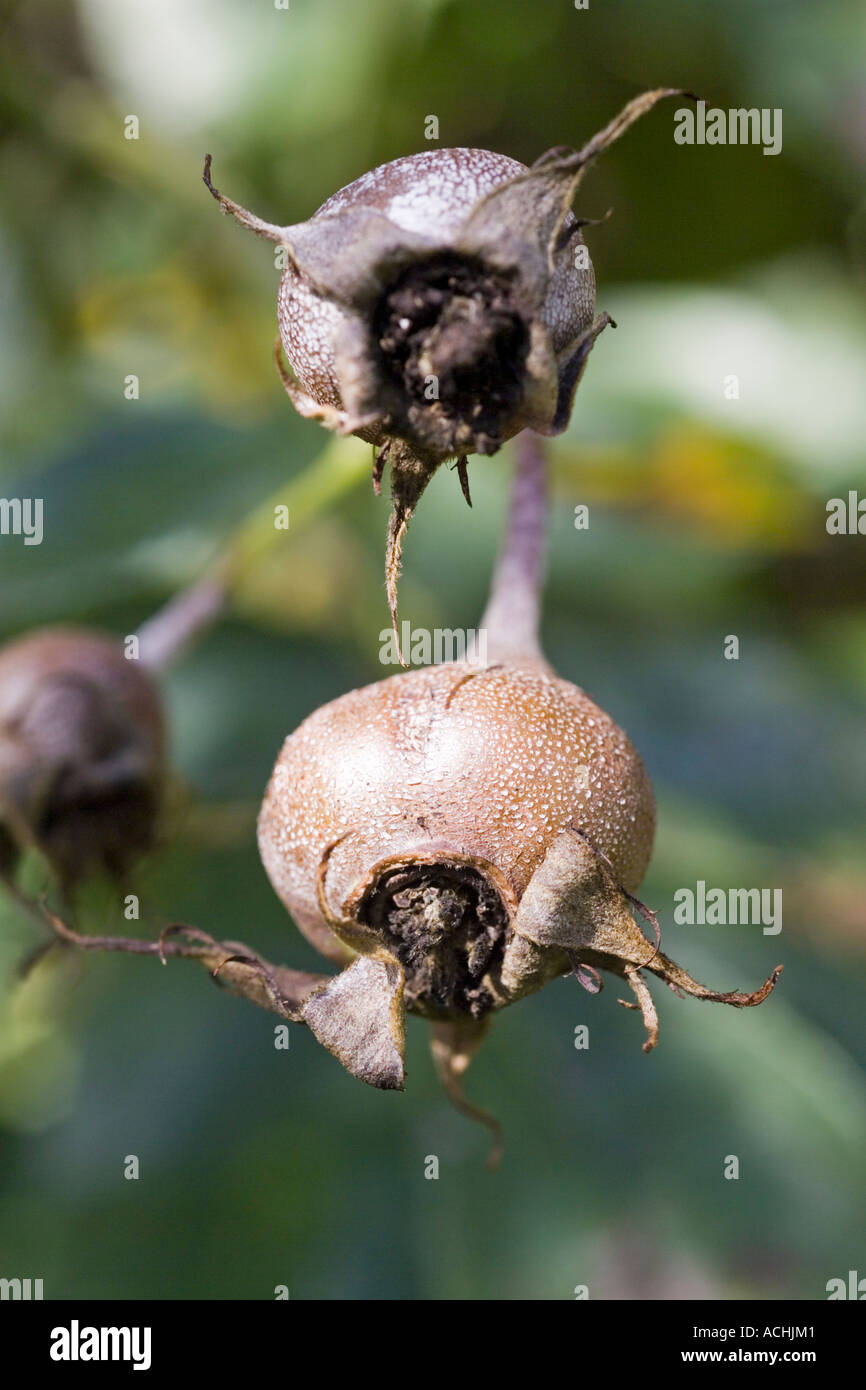 Rosehips of Rosa Wenlock English rose medium shrub short climber with ...