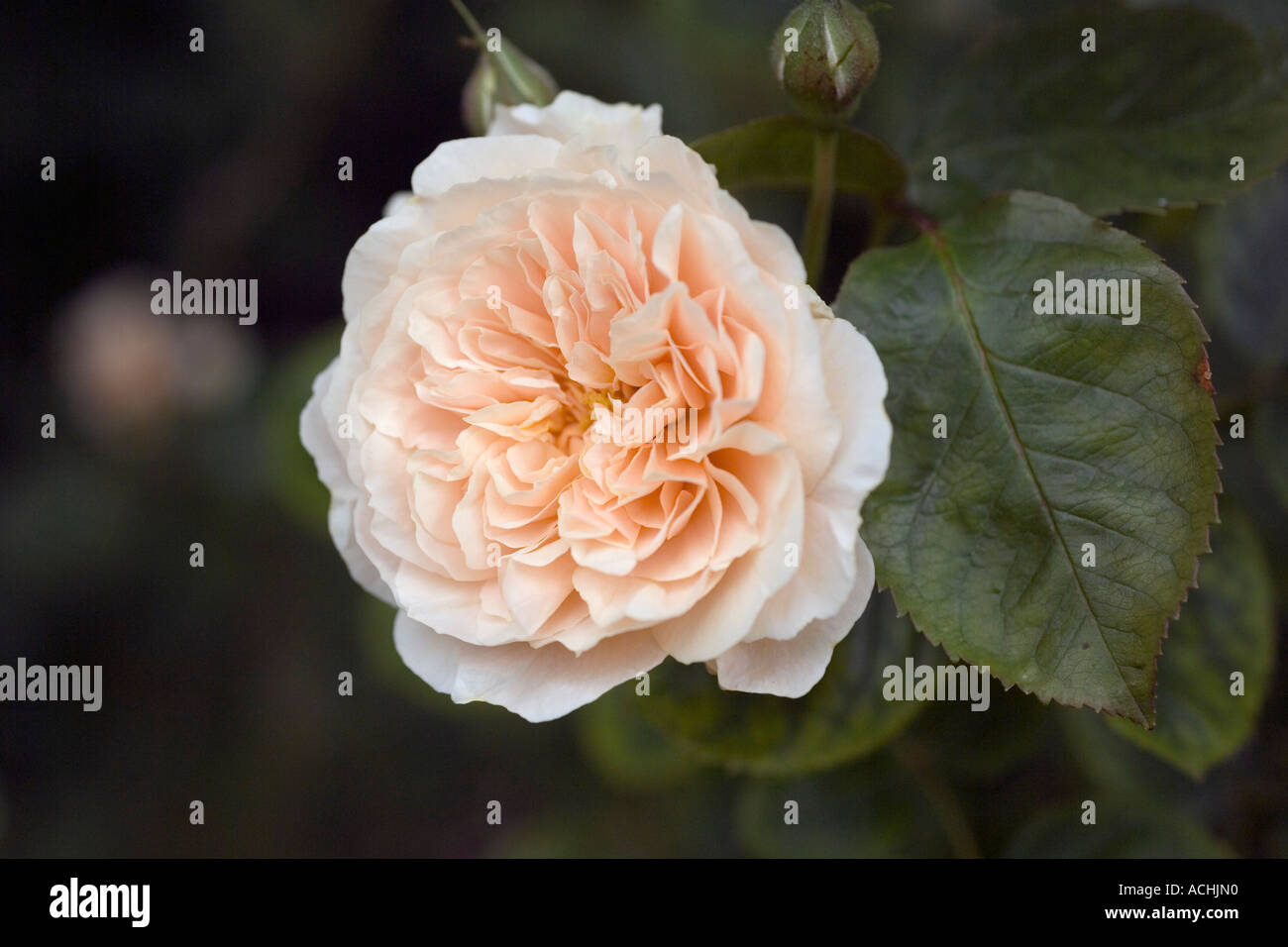 Rosa Bredon shrub English rose Stock Photo - Alamy