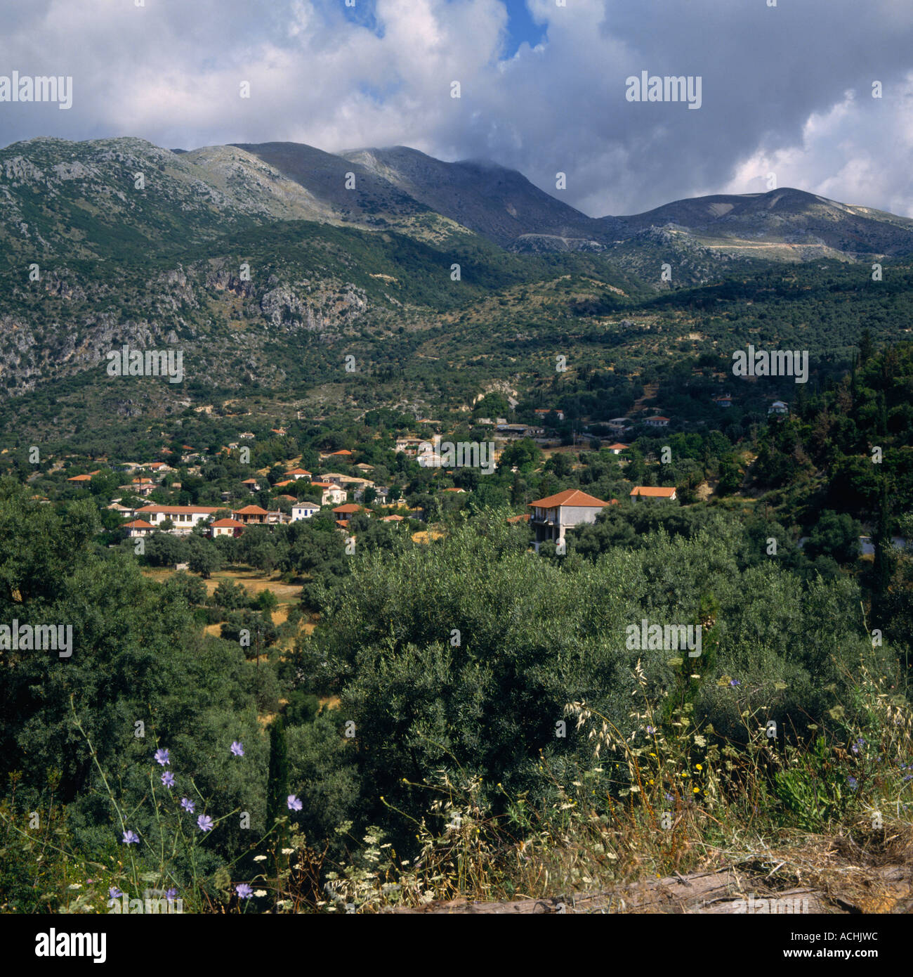Wildflowers greece greek yellow hi-res stock photography and images - Alamy