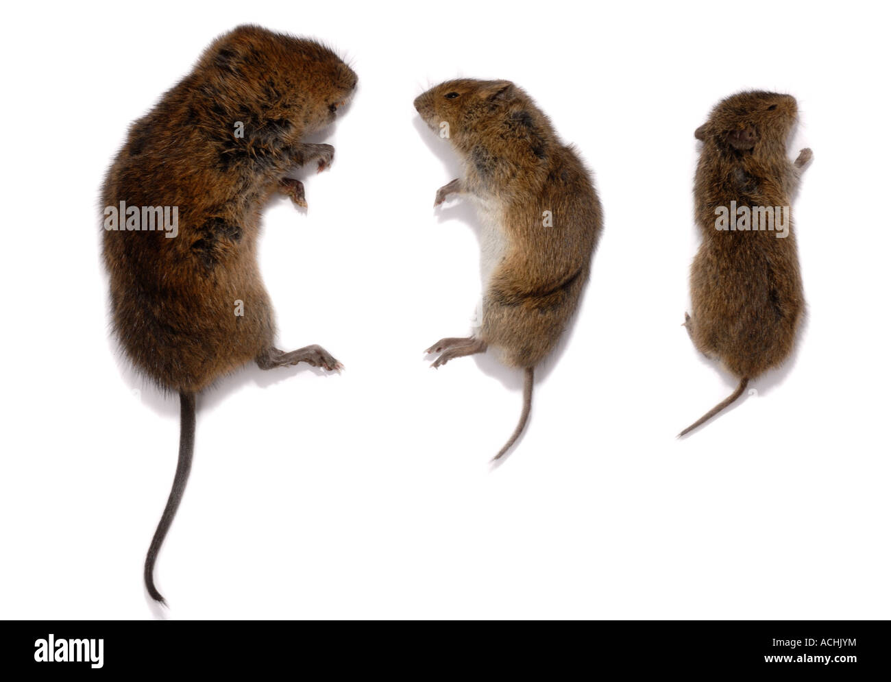 Three dead mice hi-res stock photography and images - Alamy