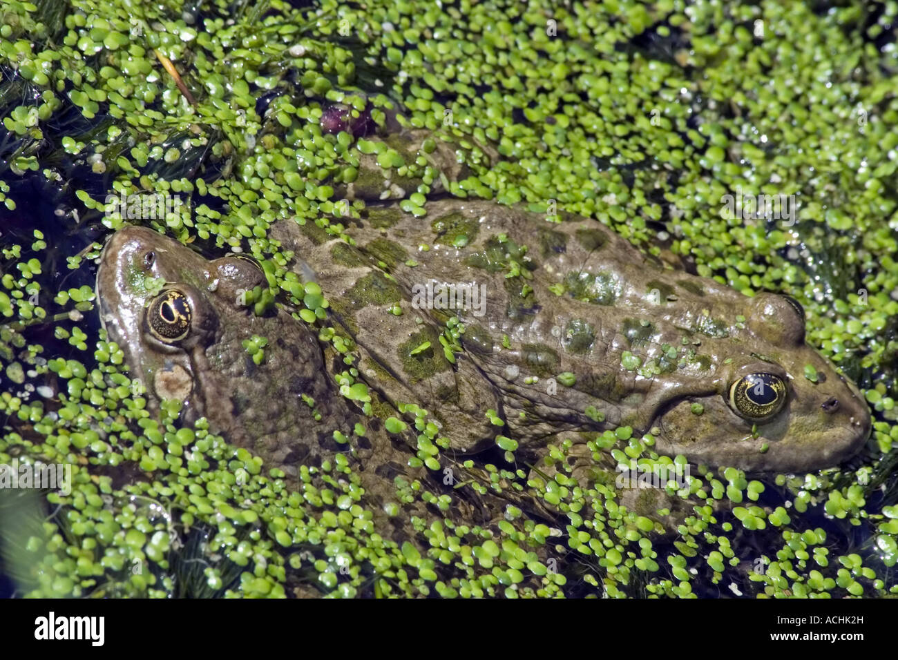 Pair Of American Bullfrogs - Rana Catesbeiana Stock Photo - Alamy