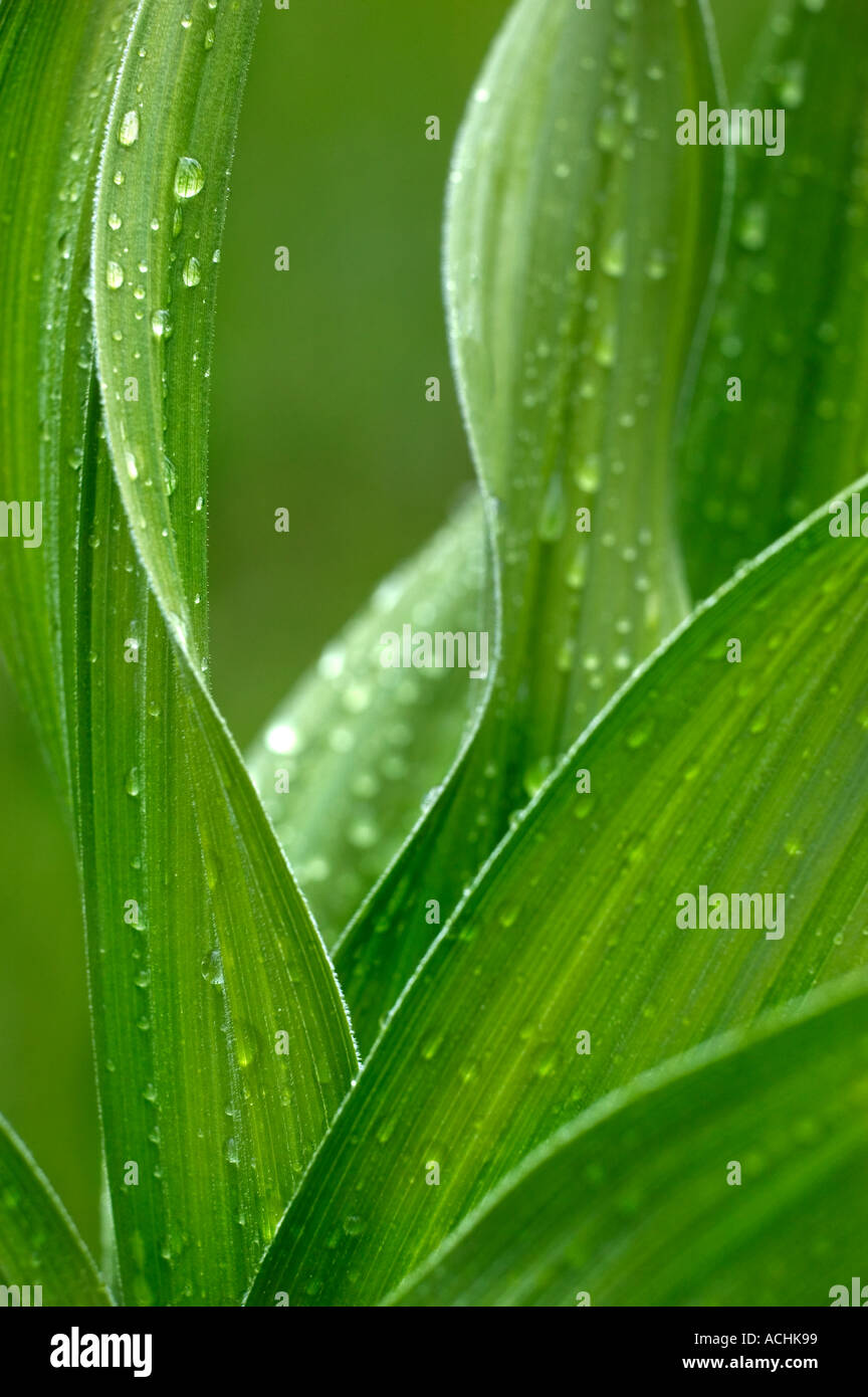 Thriving corn hi-res stock photography and images - Alamy