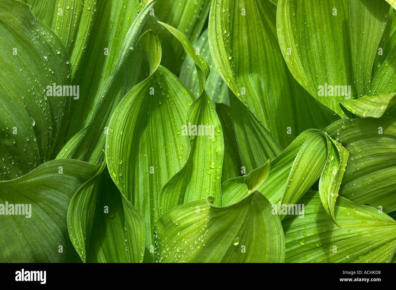Thriving corn hi-res stock photography and images - Alamy