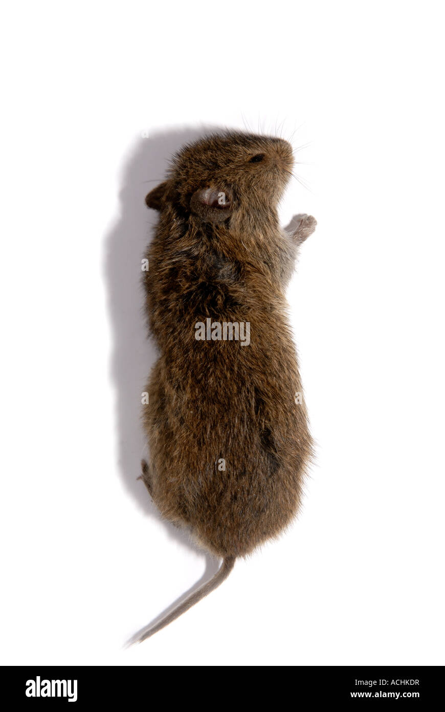 Dead rodent Cut Out Stock Images & Pictures - Alamy