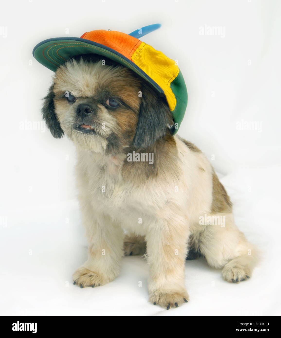 A cute cuddly dog wearing a colorful cap Stock Photo - Alamy