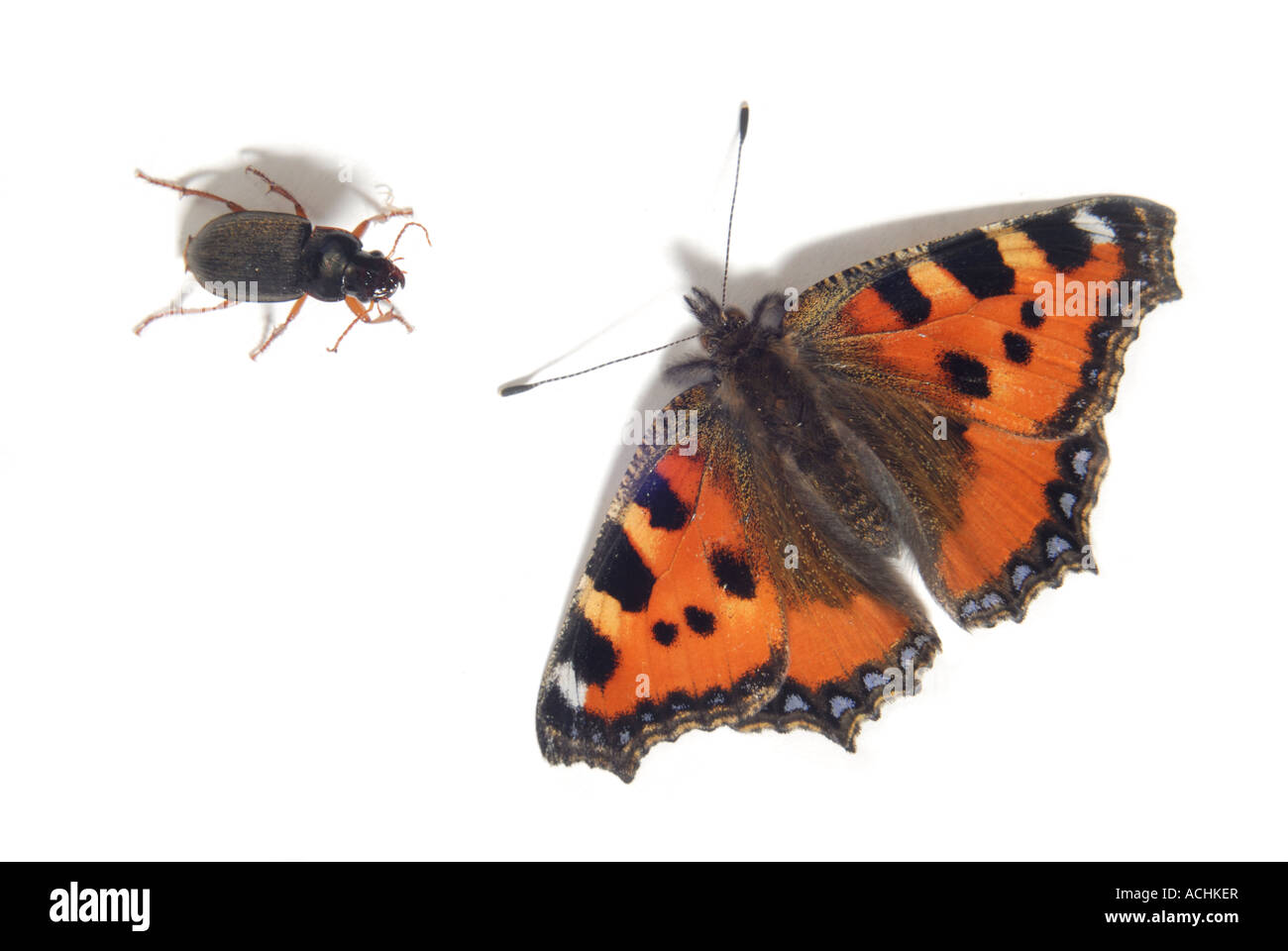 Beatle and butterfly together Stock Photo - Alamy