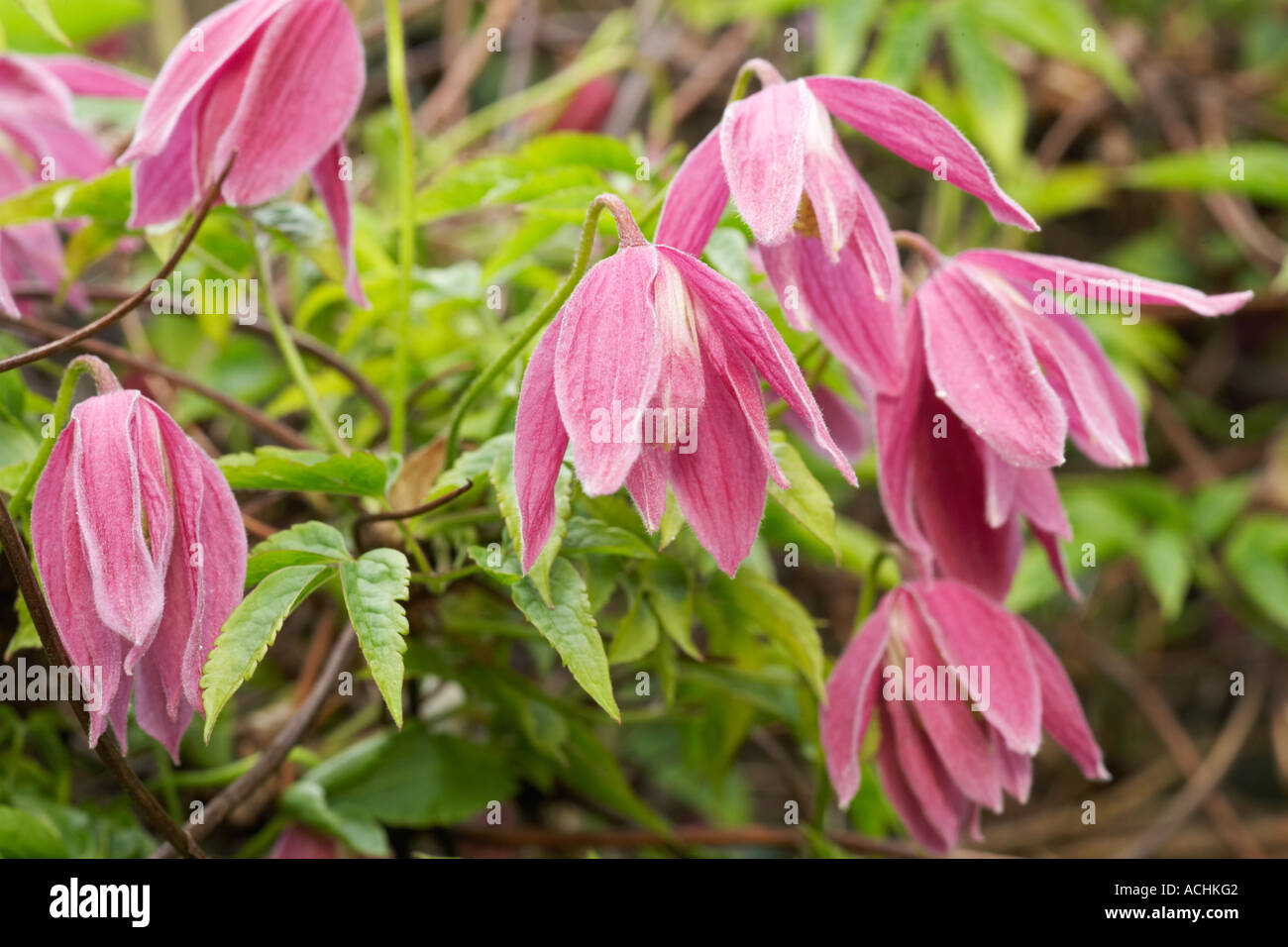 The Ridges garden Lancashire Clematis alpina Constance Stock Photo - Alamy