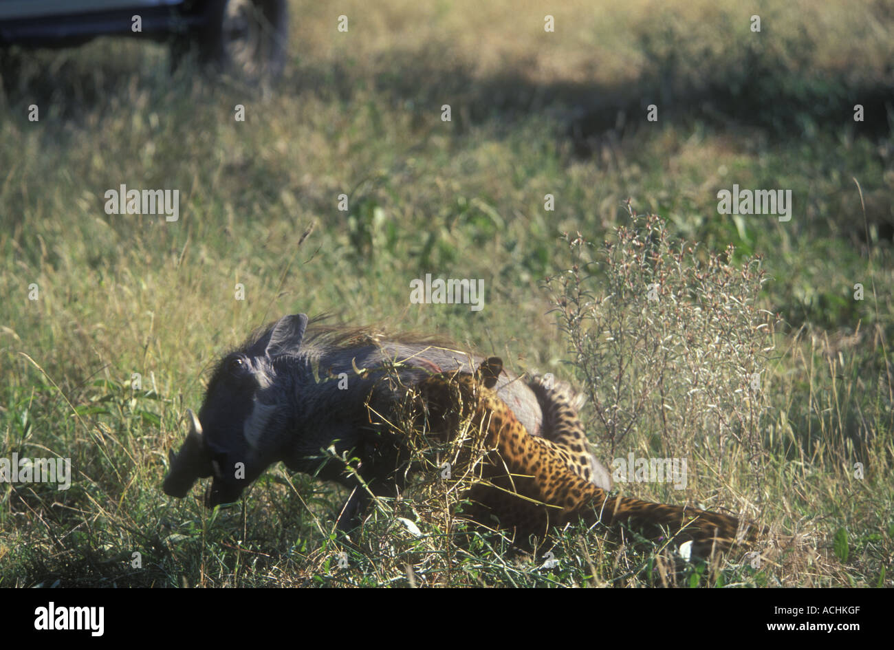 Leopard killing warthog Stock Photo - Alamy
