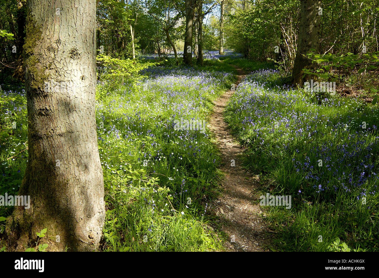 Woodland walk through bluebells in Foxley Wood Norfolk Stock Photo - Alamy