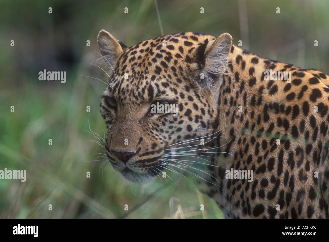 Leopard Panthera pardus Stock Photo - Alamy