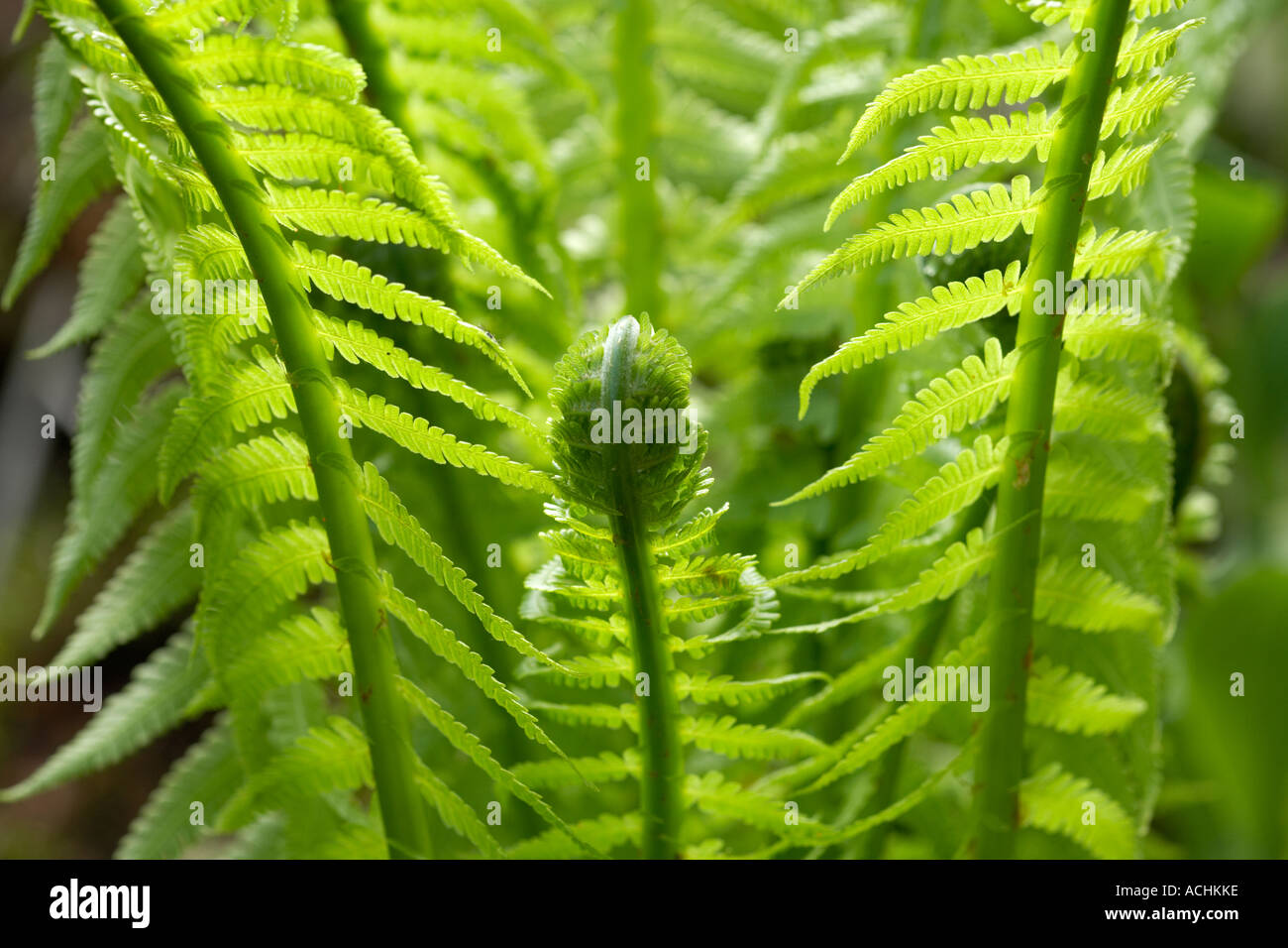 Spiral ridges hi-res stock photography and images - Alamy