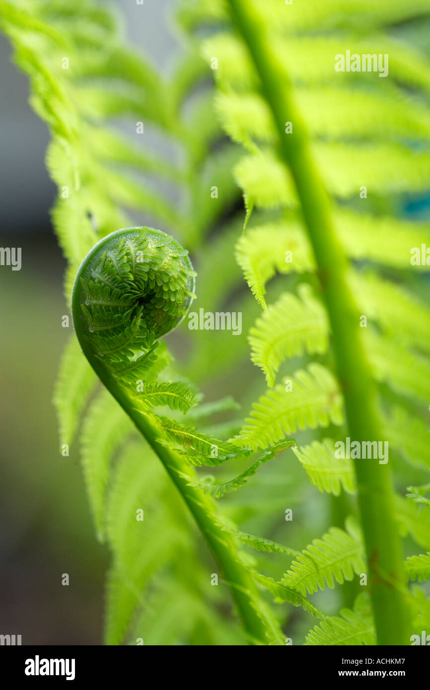 The Ridges garden Lancashire Shuttlecock fern Matteuccia struthiopteris ...