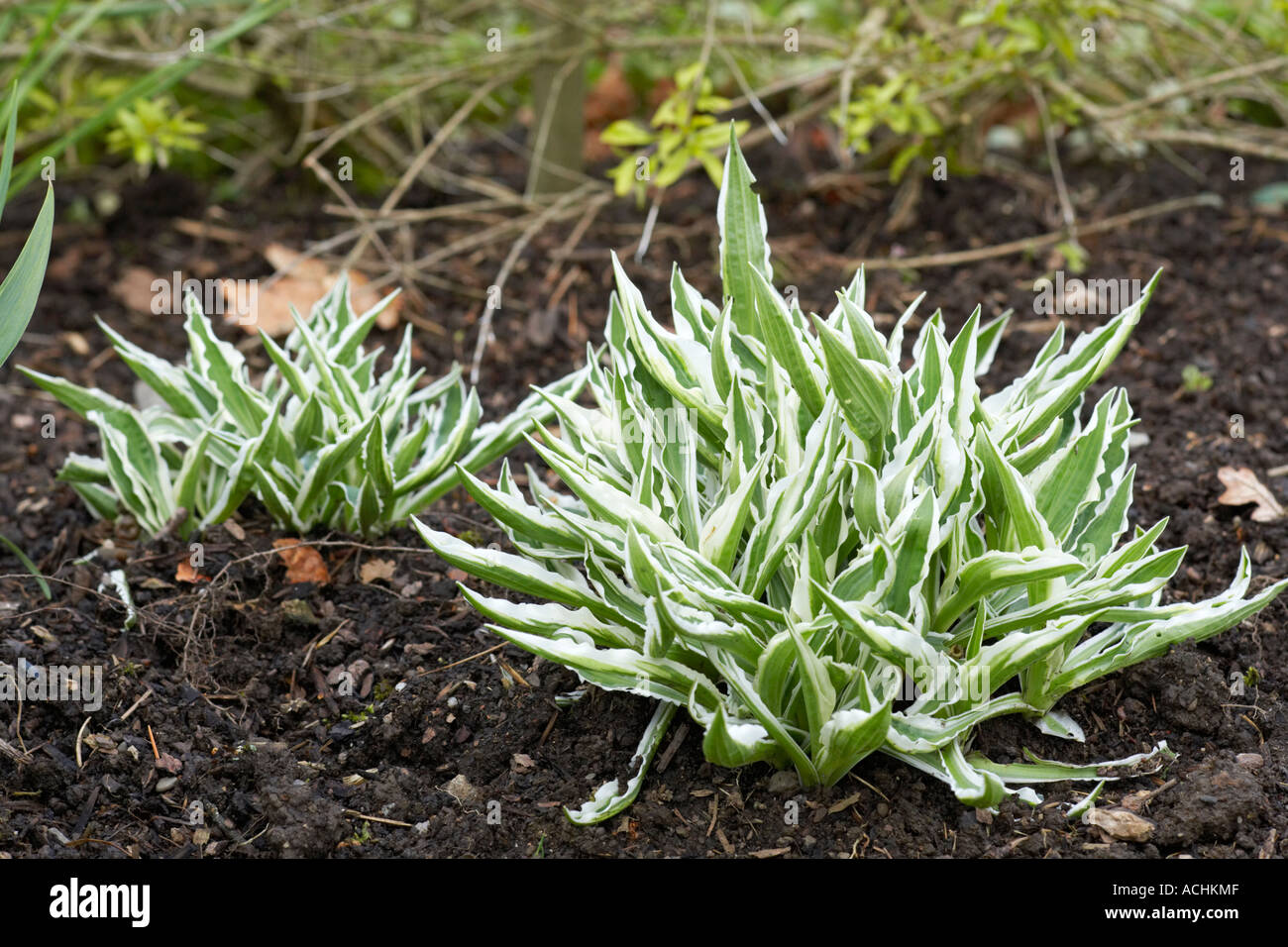 Silver planting hi-res stock photography and images - Alamy