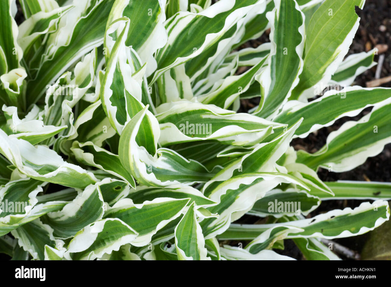 Silver leaf garden hi-res stock photography and images - Alamy