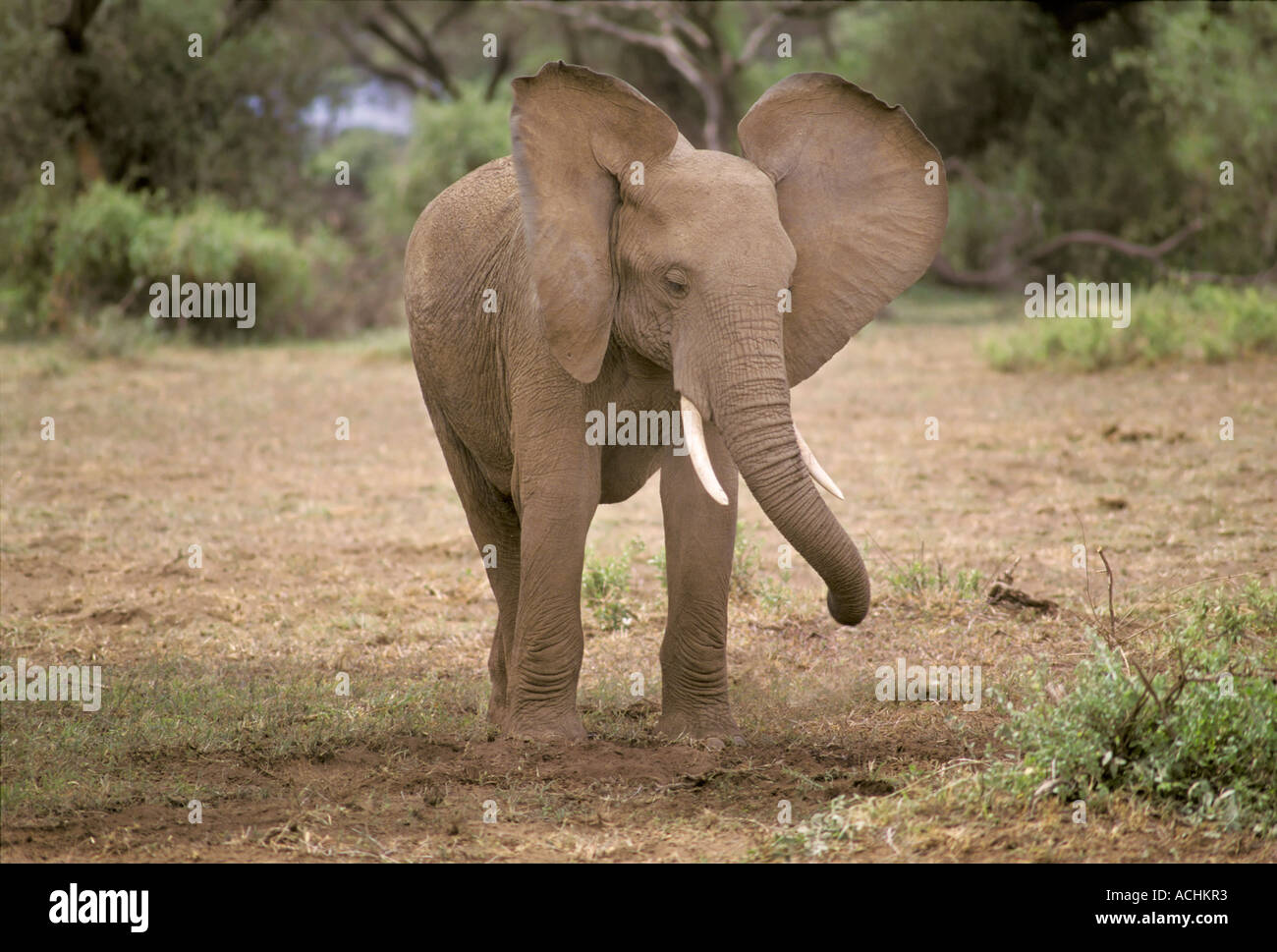 Elephant waving hi-res stock photography and images - Alamy