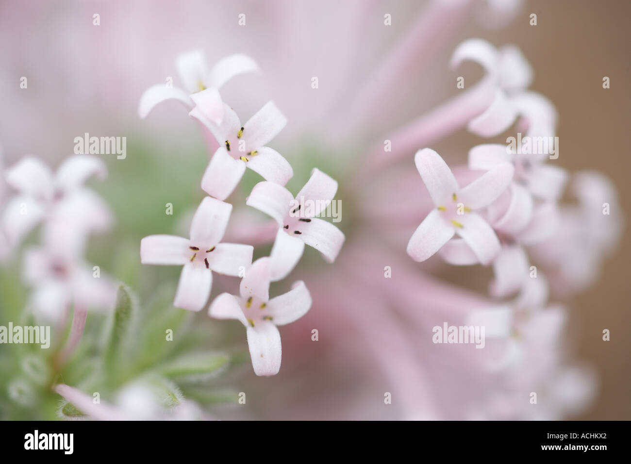 Arcadiensis High Resolution Stock Photography and Images - Alamy