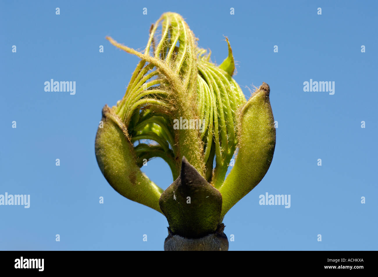 Blossoming bud of rowan sorb sorbus domestica Stock Photo - Alamy