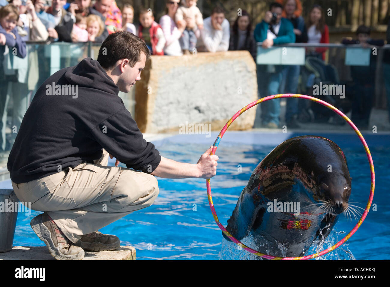 California Sea Lion jumping through hoop, Ljubljana Zoo, Slovenia Stock ...