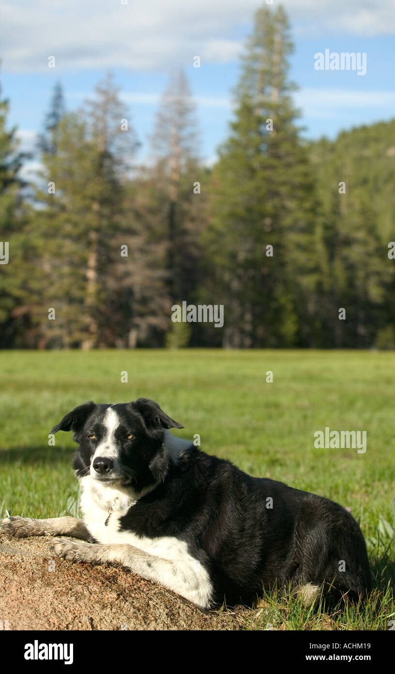 Purebred border collie dog Stock Photo - Alamy